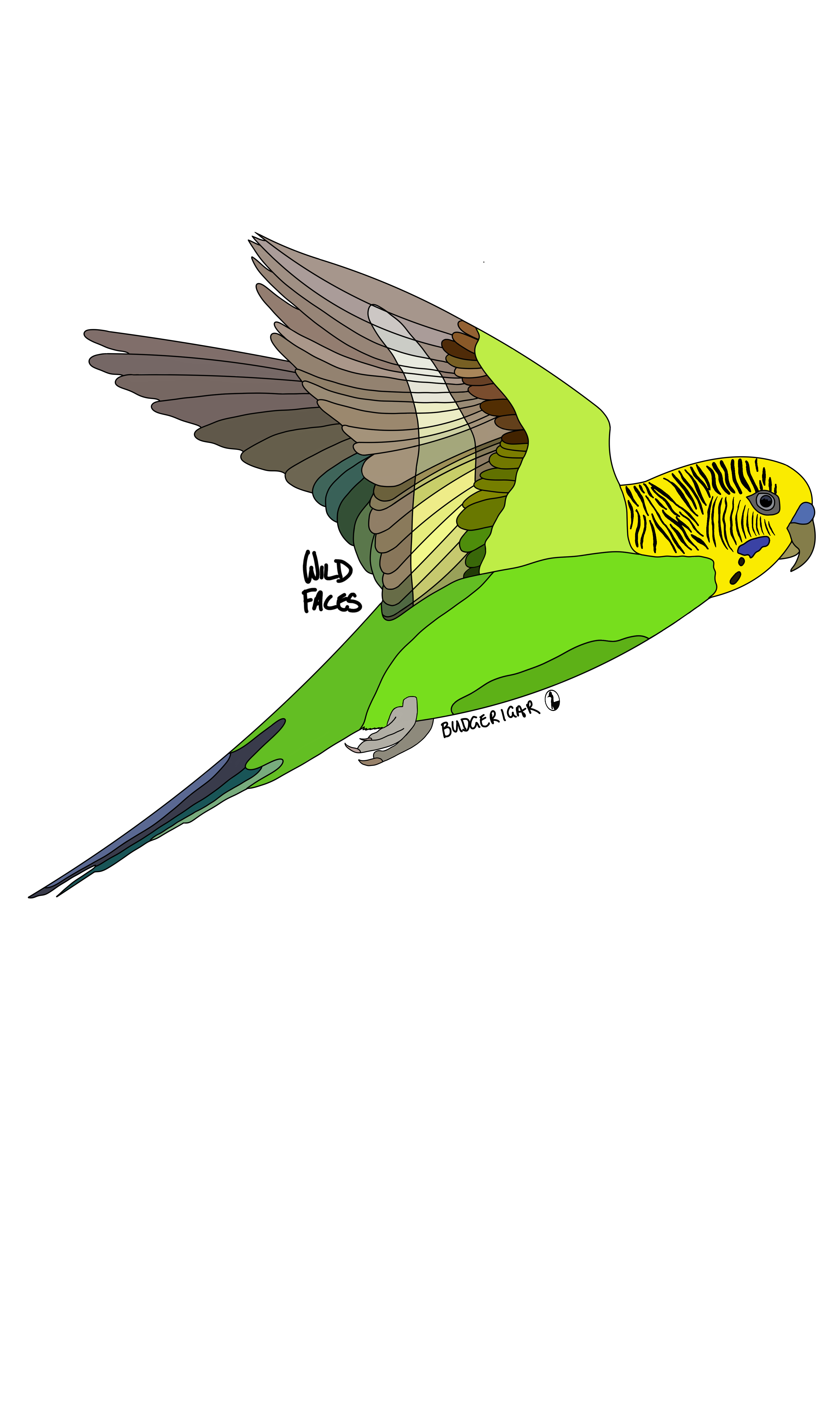 Budgerigar – Wild Faces