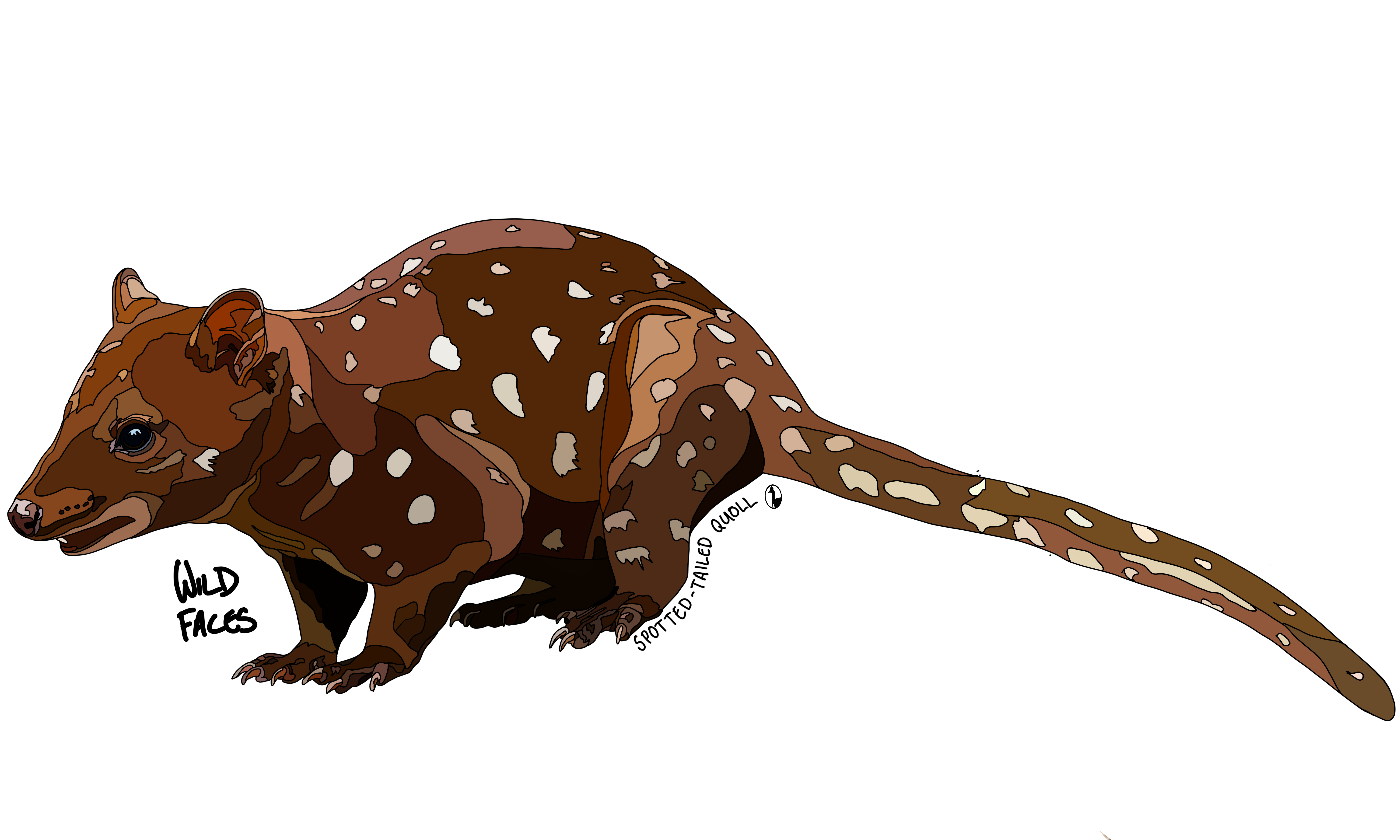 Spotted-tailed Quolls – Wild Faces