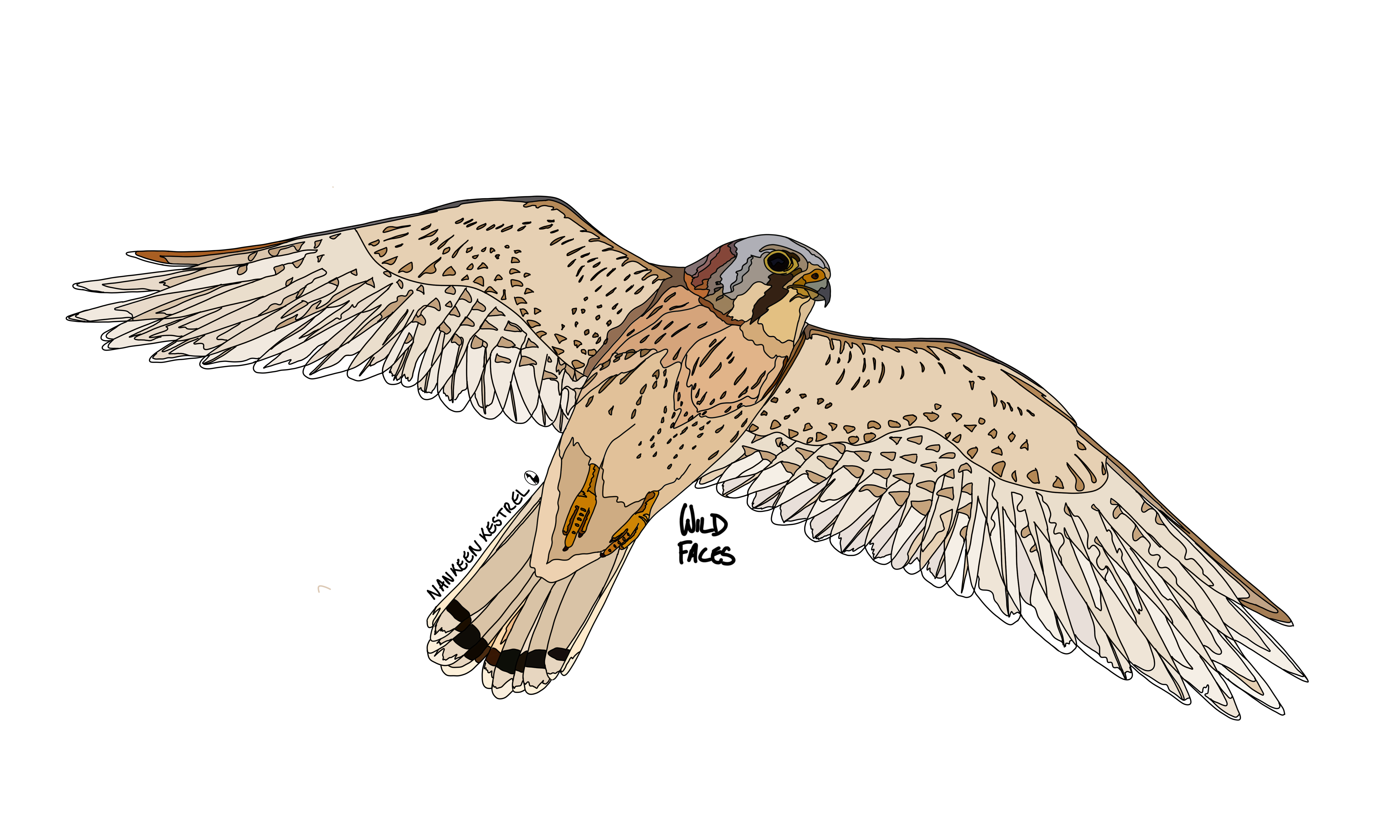 Nankeen Kestrel – Wild Faces